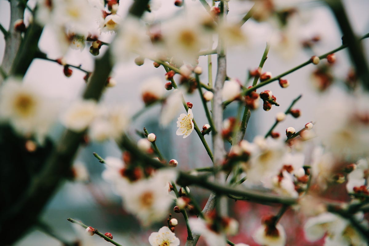 12 Writing Prompts For Spring. The first day of spring 2023 will be ...