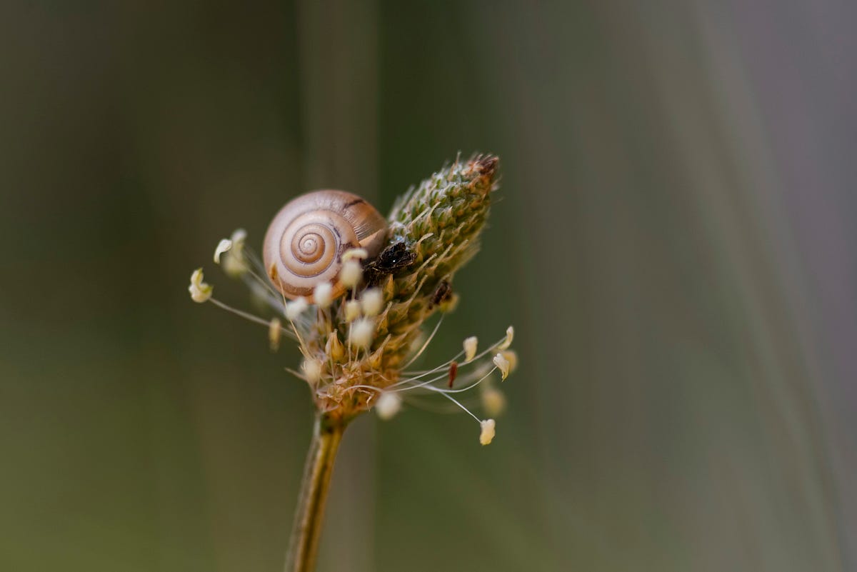 Pip and his perfectly plain shell🐌 | by Anoohya J🦋 | Apr, 2025 | Medium