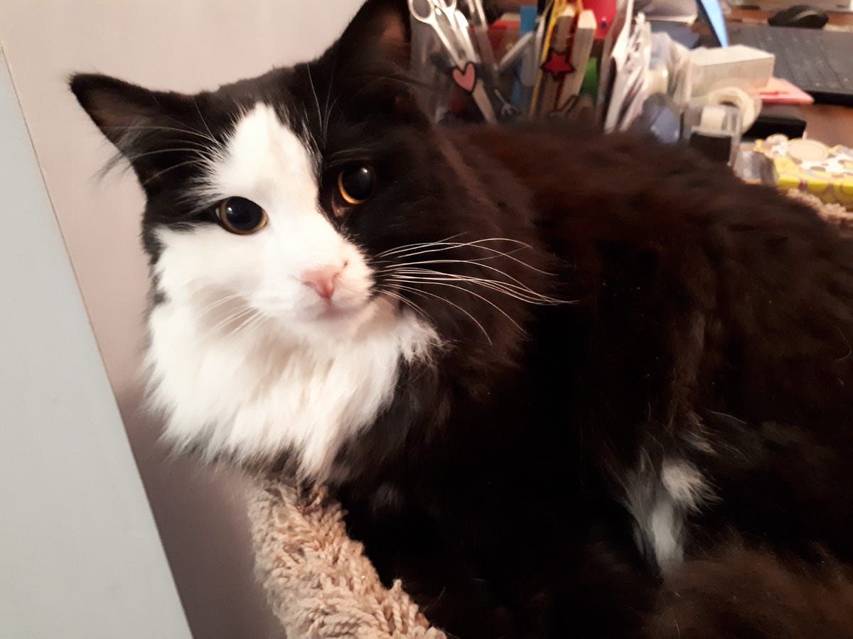 My Kitten’s a Genius - Catness - Medium