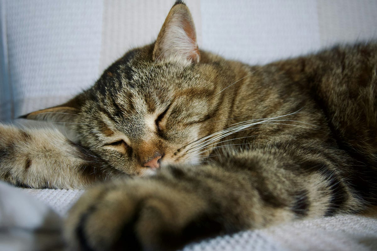 The Art of Cat Naps: Why Your Feline Friend is Always Snoozing | by ...