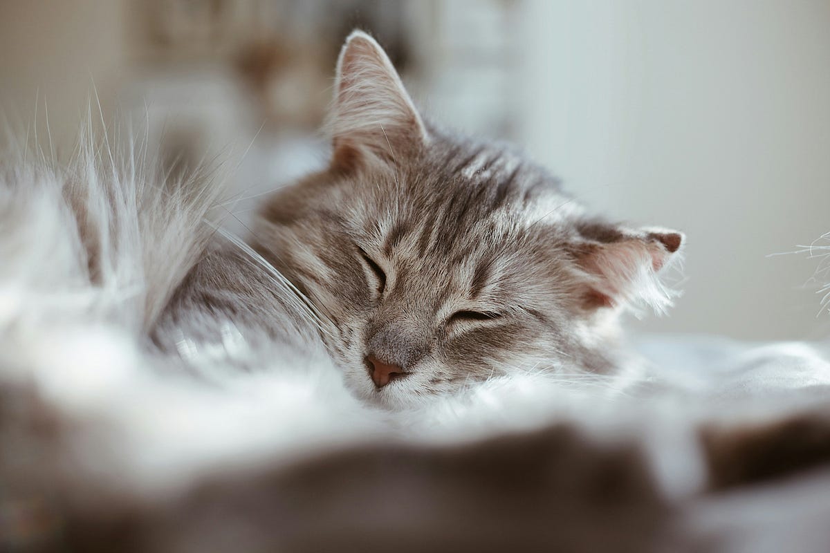 Did You Know…Why We Dream?. Fun Facts About Dreams 😴💤 | by Smriti Pathak | Did You Know…Short ...