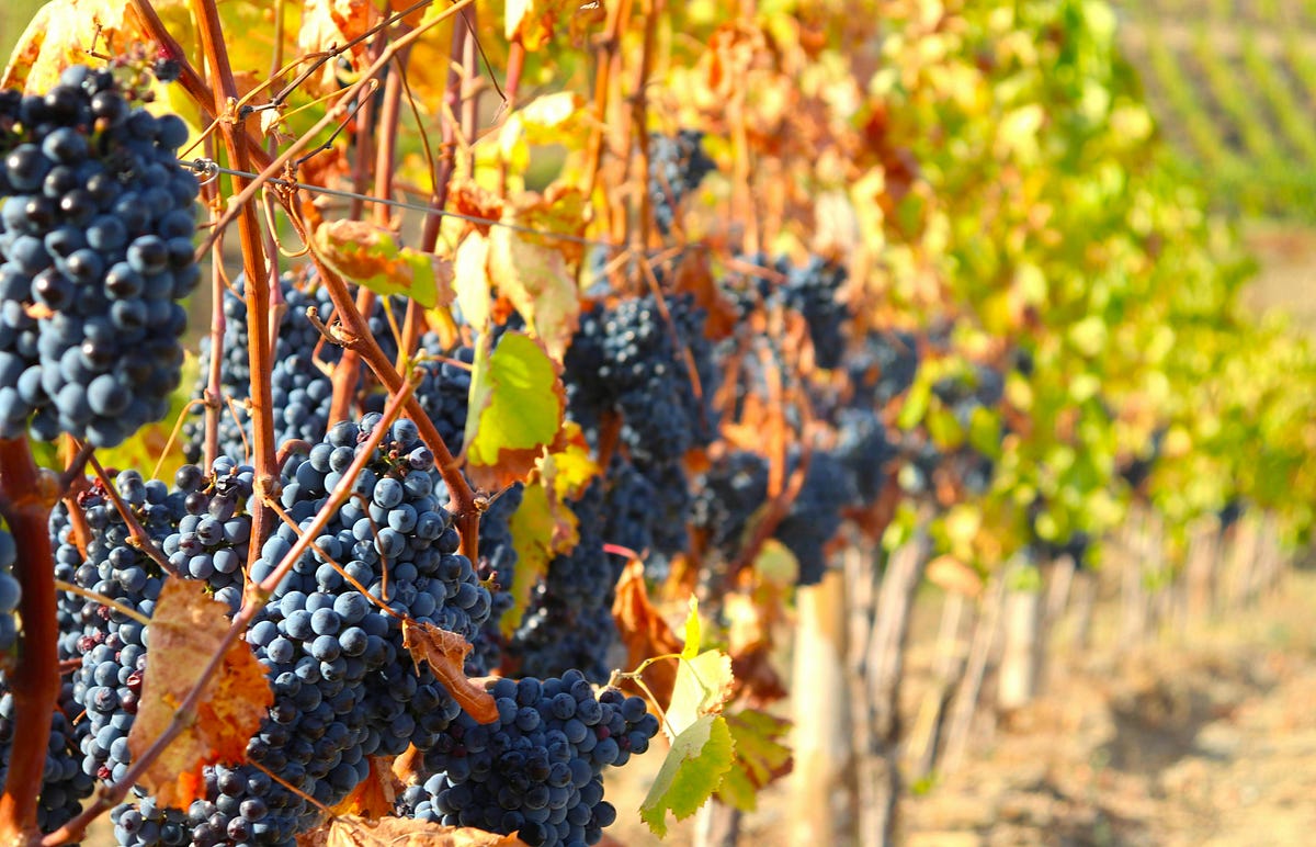 The Vine and the Vision of Redemption:How to Live in Peace | by T.F ...