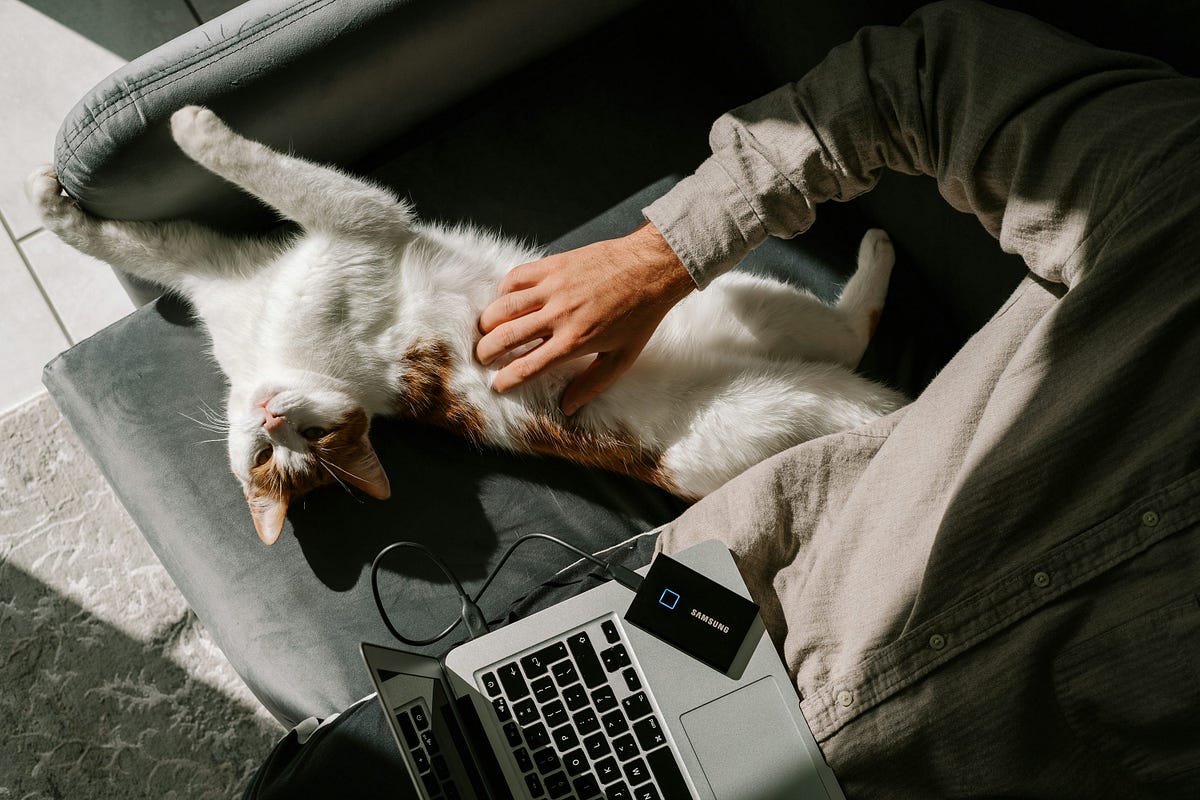 Build REST APIs with Express.js and MongoDB | by Reese Lin | Medium Build REST APIs with Express.js and MongoDB | by Reese Lin | Medium