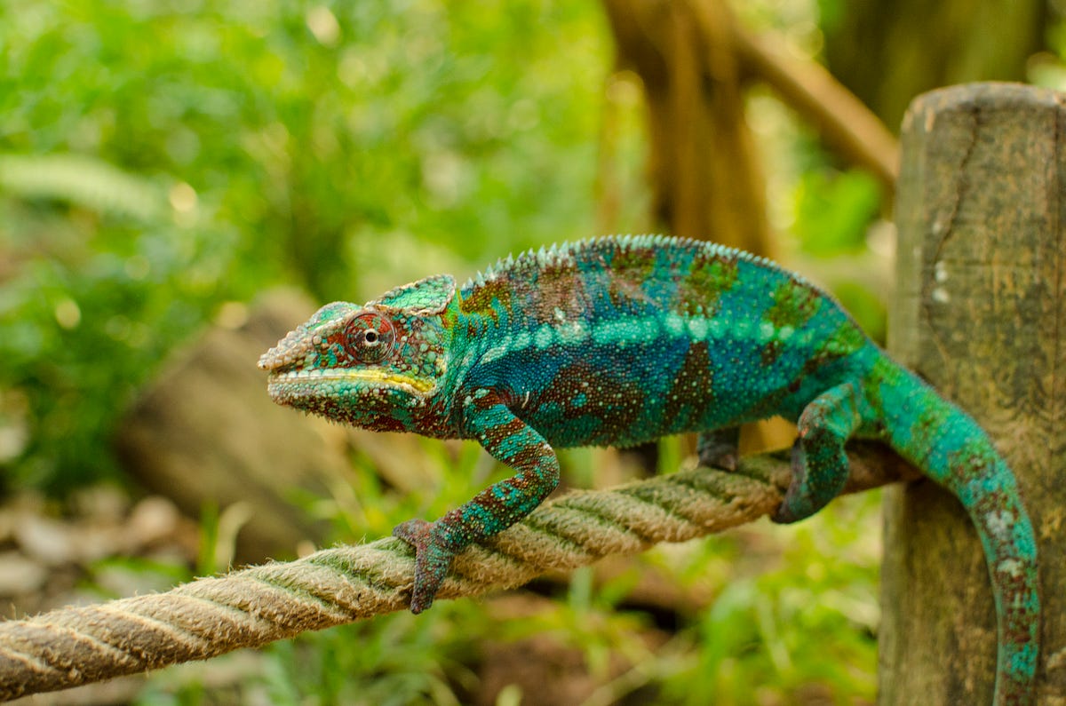 Adaptive - and Cyclical Learning Rates using PyTorch | by Thomas ...