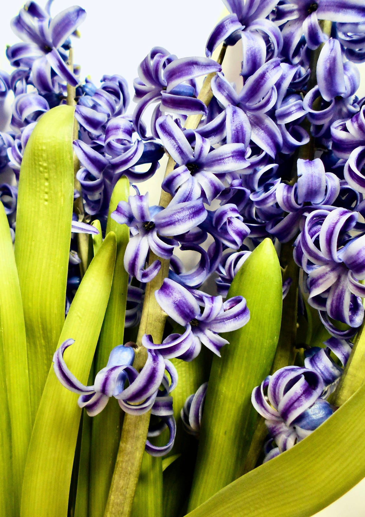 Queer Love Stories in Ovid: Hyacinthus and Apollo | by Tom Barrett ...