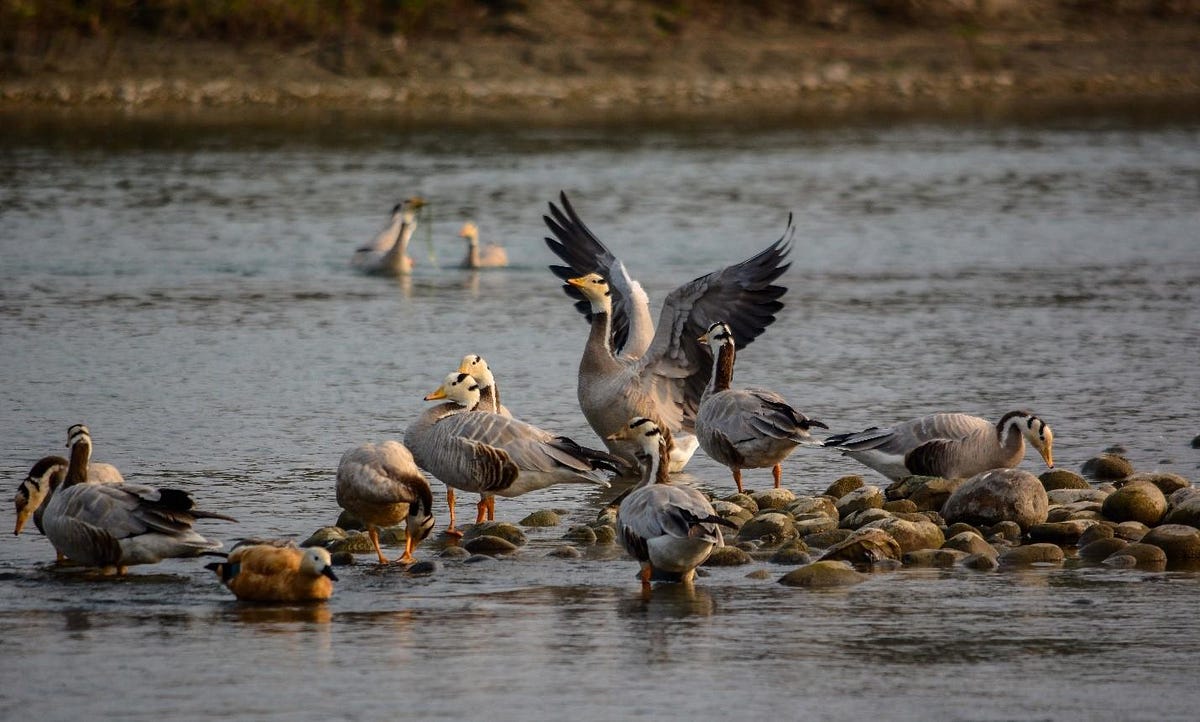 Conserving Nepal’s Wetlands: Securing the Central Asian Flyway for ...