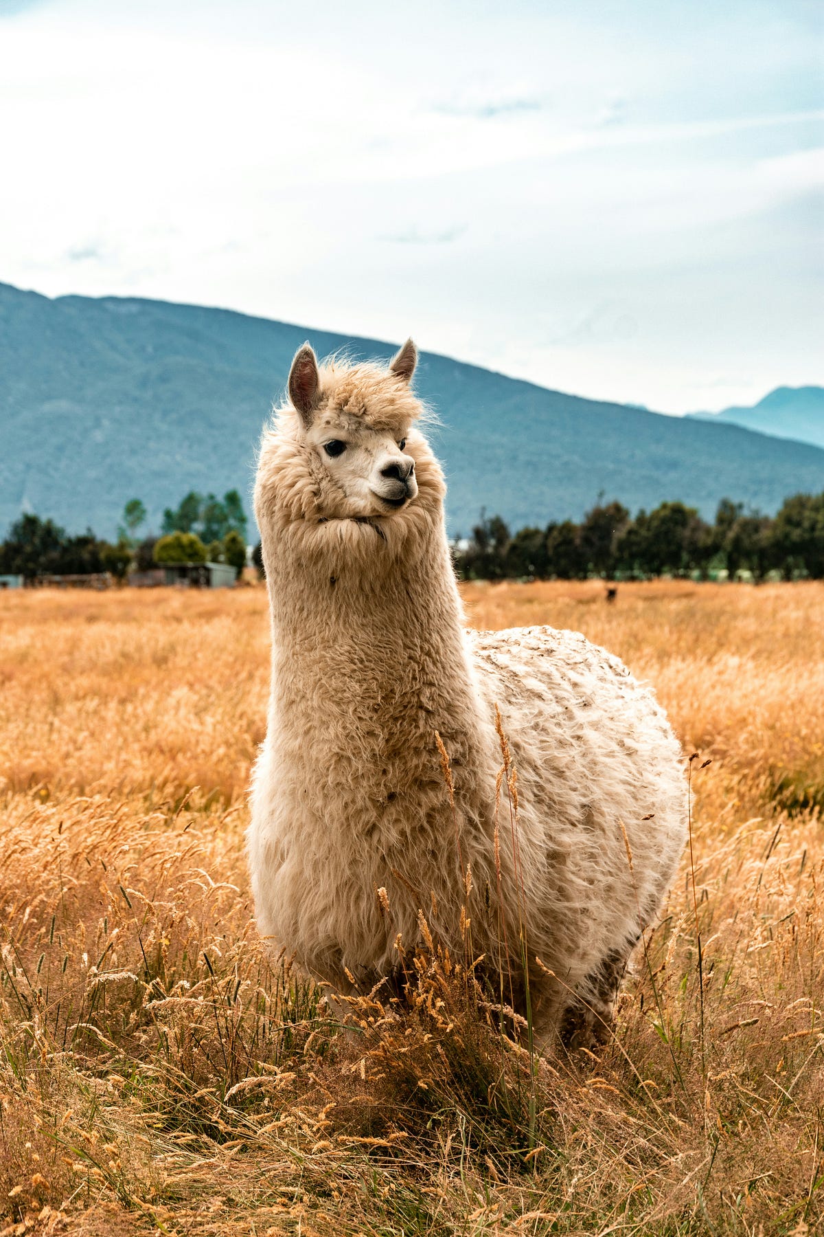 A programmatic introduction to Alpaca API | by Davide Gazzè - Ph.D ...