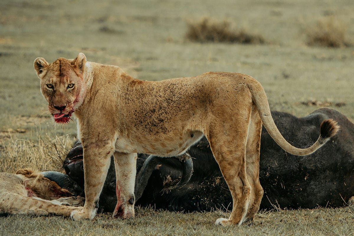 Animals Kill to Live. Humans Kill to Hate. | Write A Catalyst