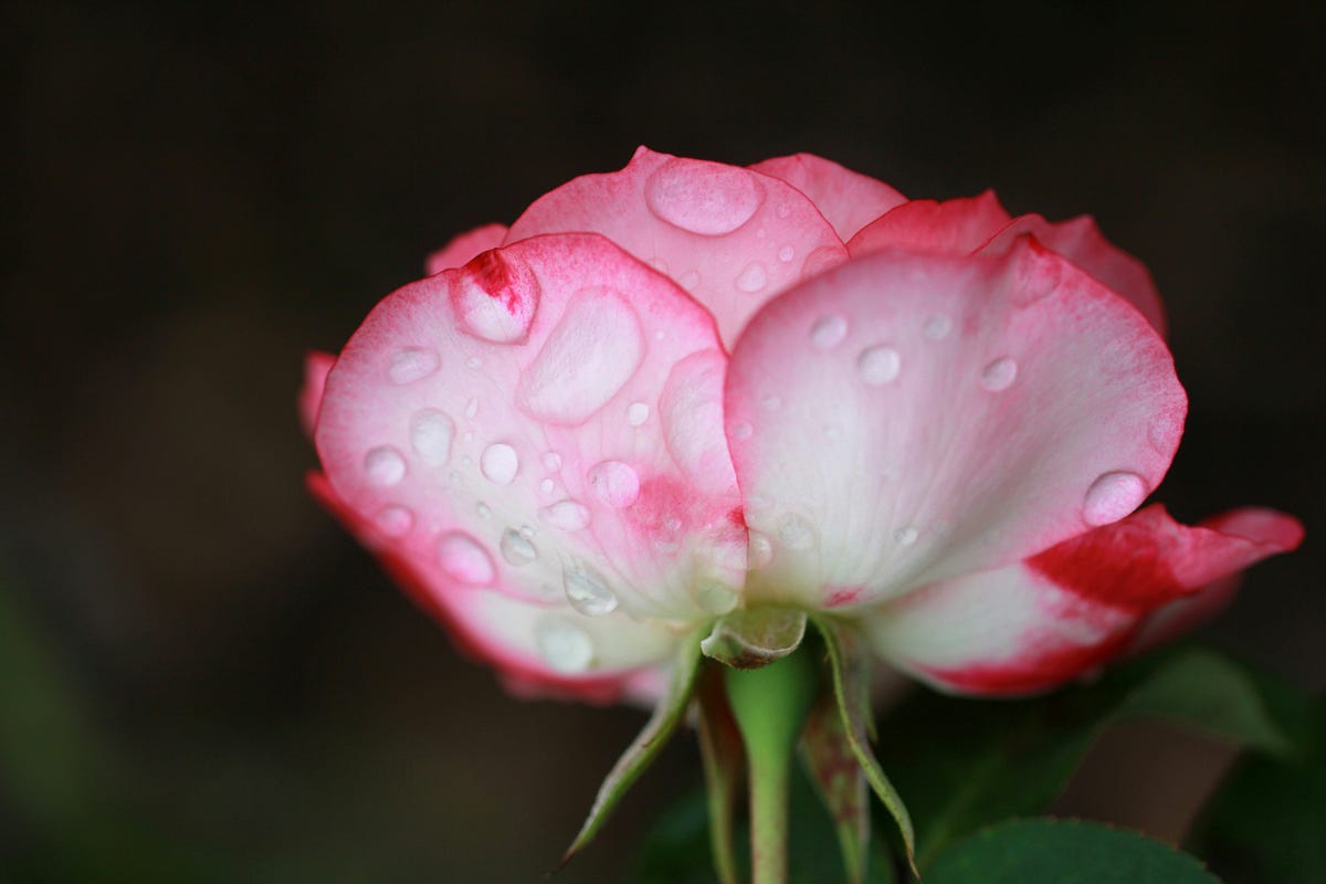 Let Only Happy Tears. Touch your life | by Amy Christie | Knowing Muse ...