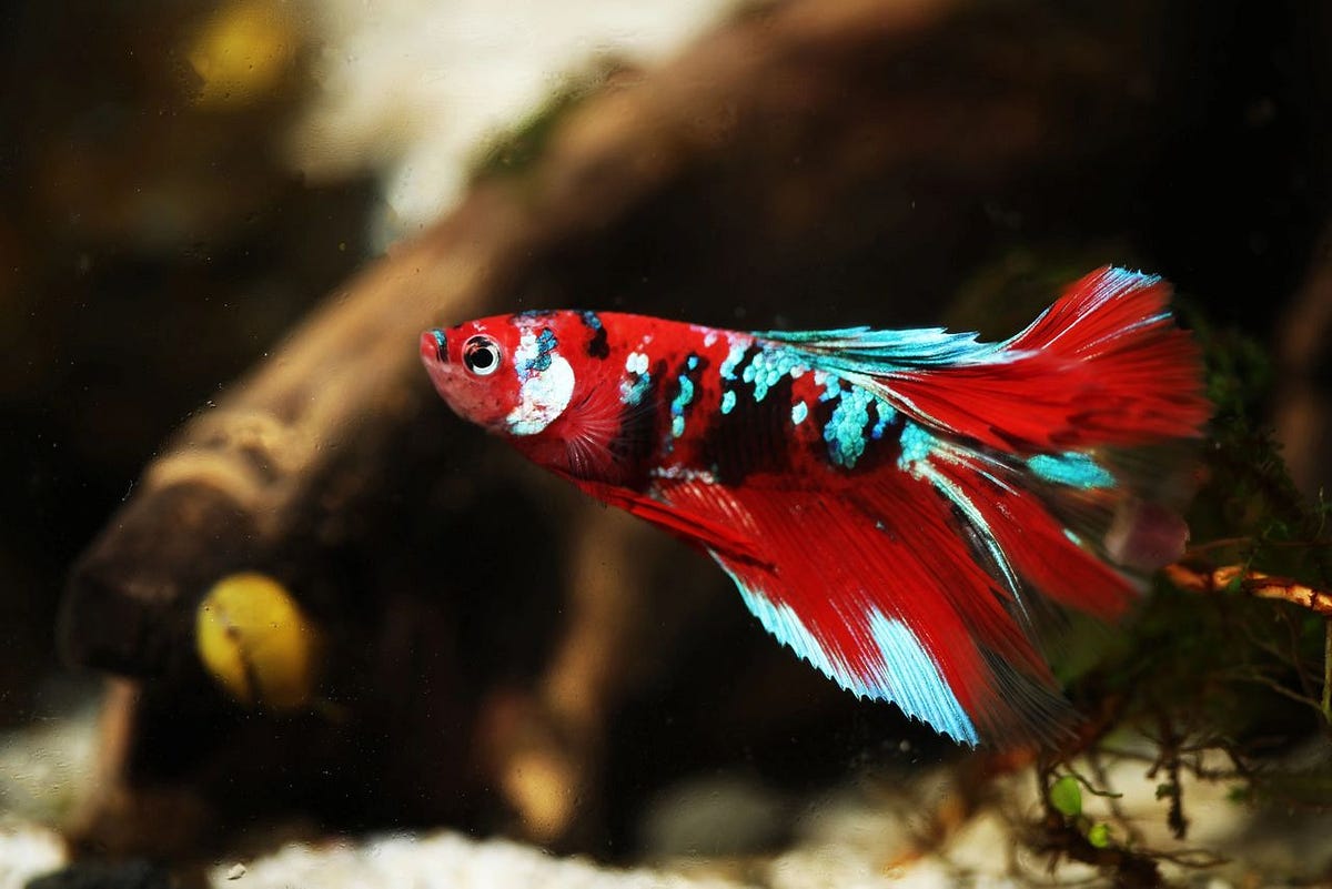 White Bumps and Patches on Bettas: What Are They and How to Treat | by ...