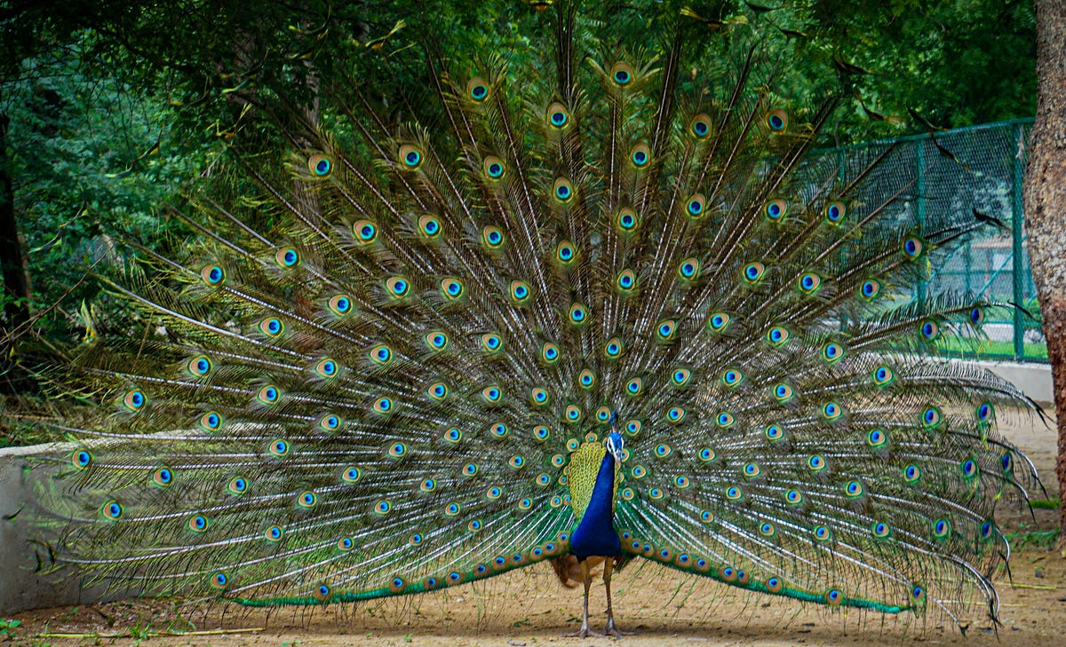 Top 5 Most Beautiful Birds. Birds are sparse and among the most… | by ...