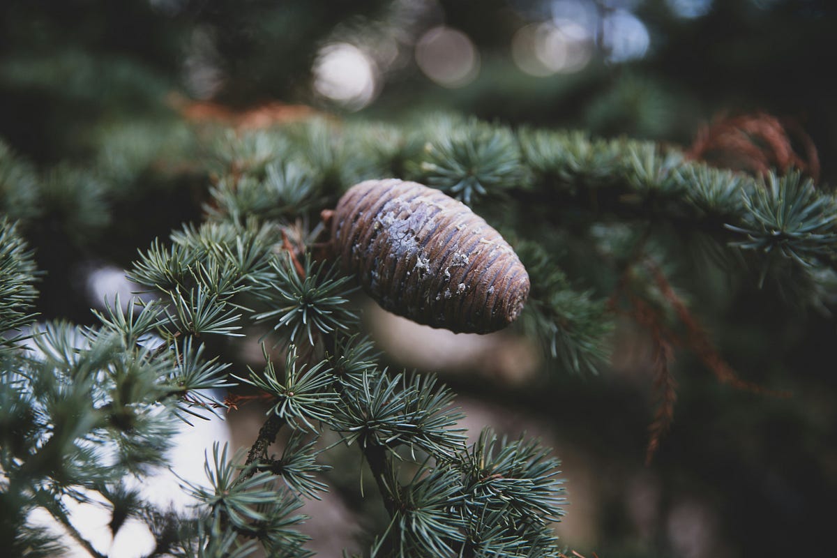 The Ringing Cedars Philosophy: Rediscovering Harmony Through Family Homesteads | by Shiphra Tang ...