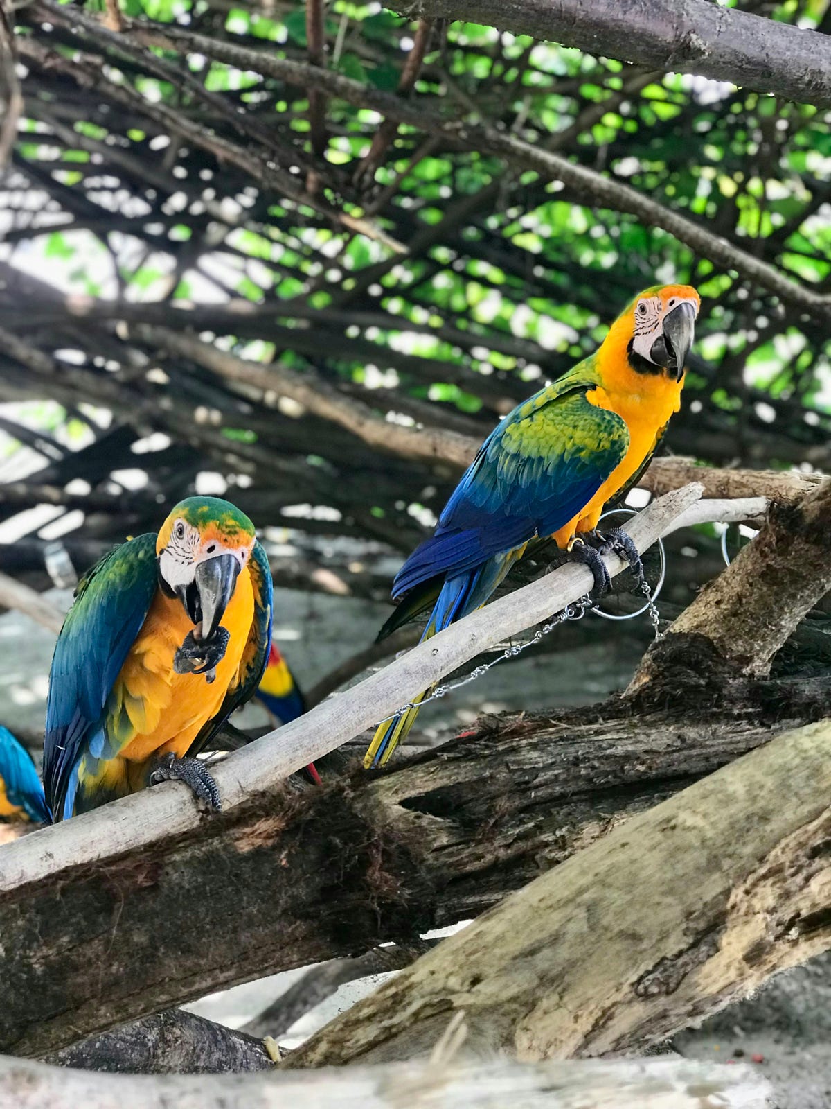 Macaws Mate For Life, Do You?. Most bird species have some form of ...