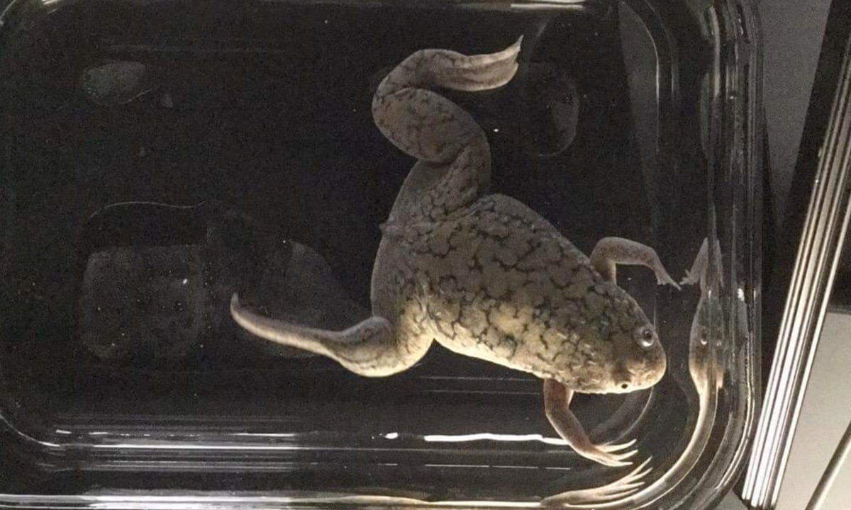 Can African Dwarf Frogs Regrow Limbs? Discover the Facts! — Play With ...