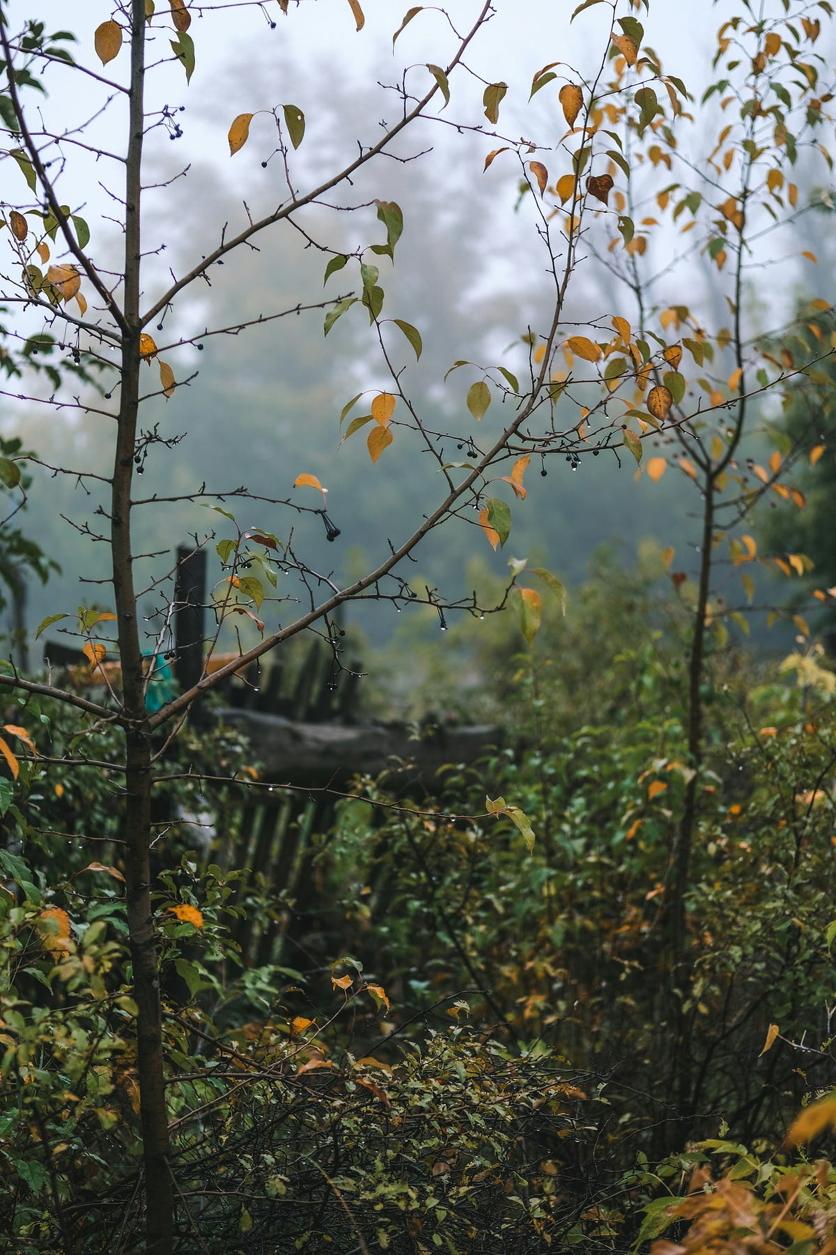 It has been a wet week here in southern Queensland, with high levels of ...
