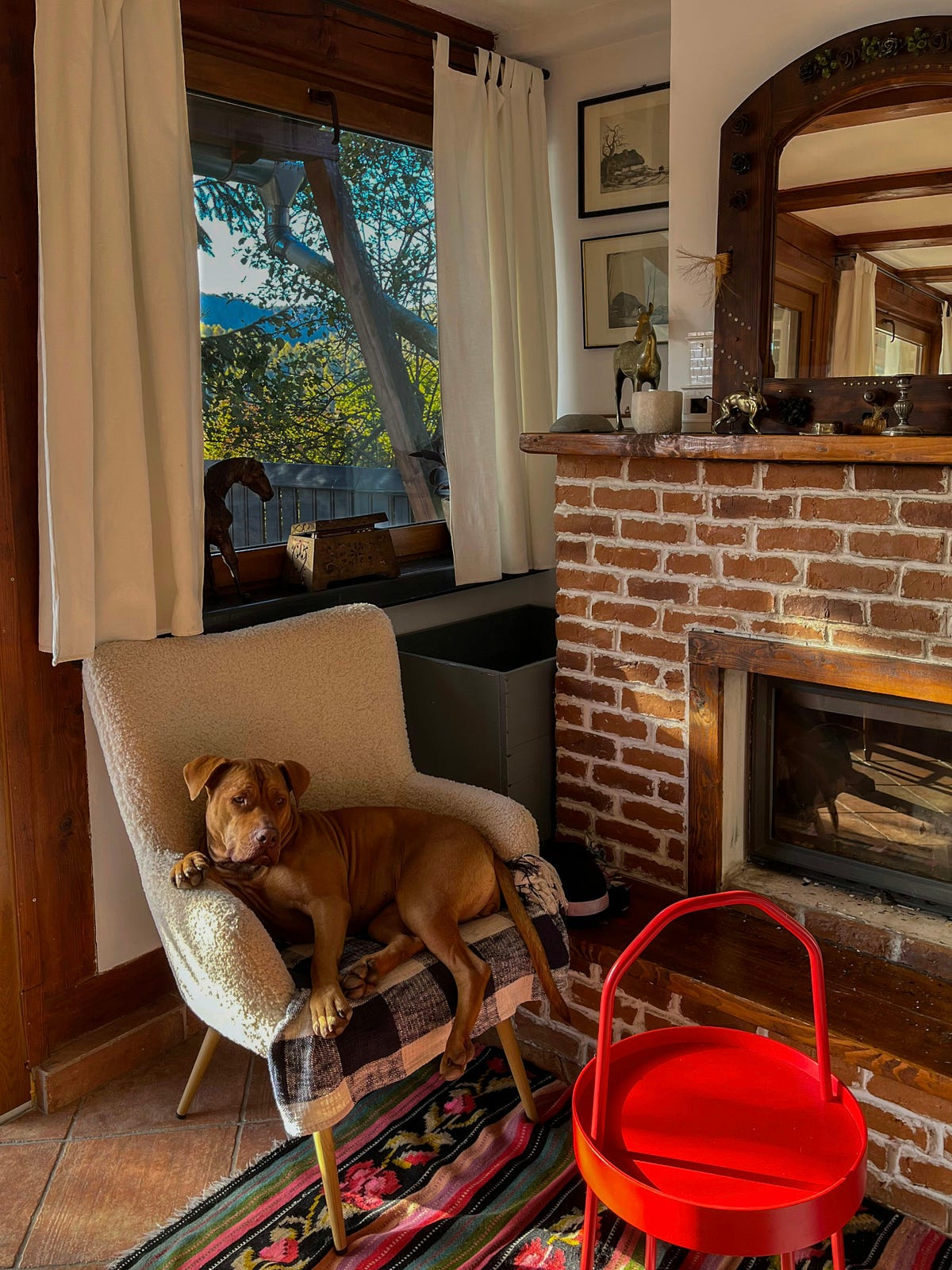 Cottagecore for Pets: Embracing Pastoral Aesthetics with Your Furry ...