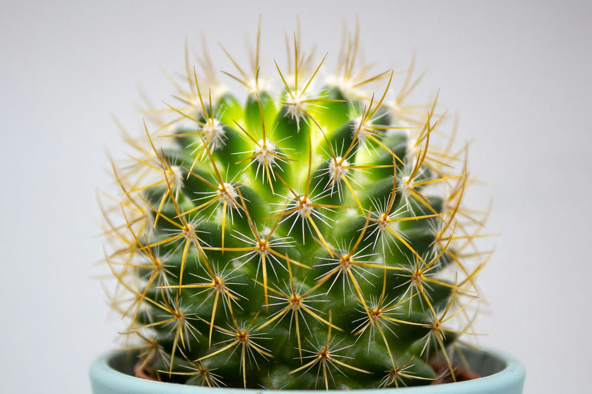 Cacti Regret - JOliver’s Twist - Medium