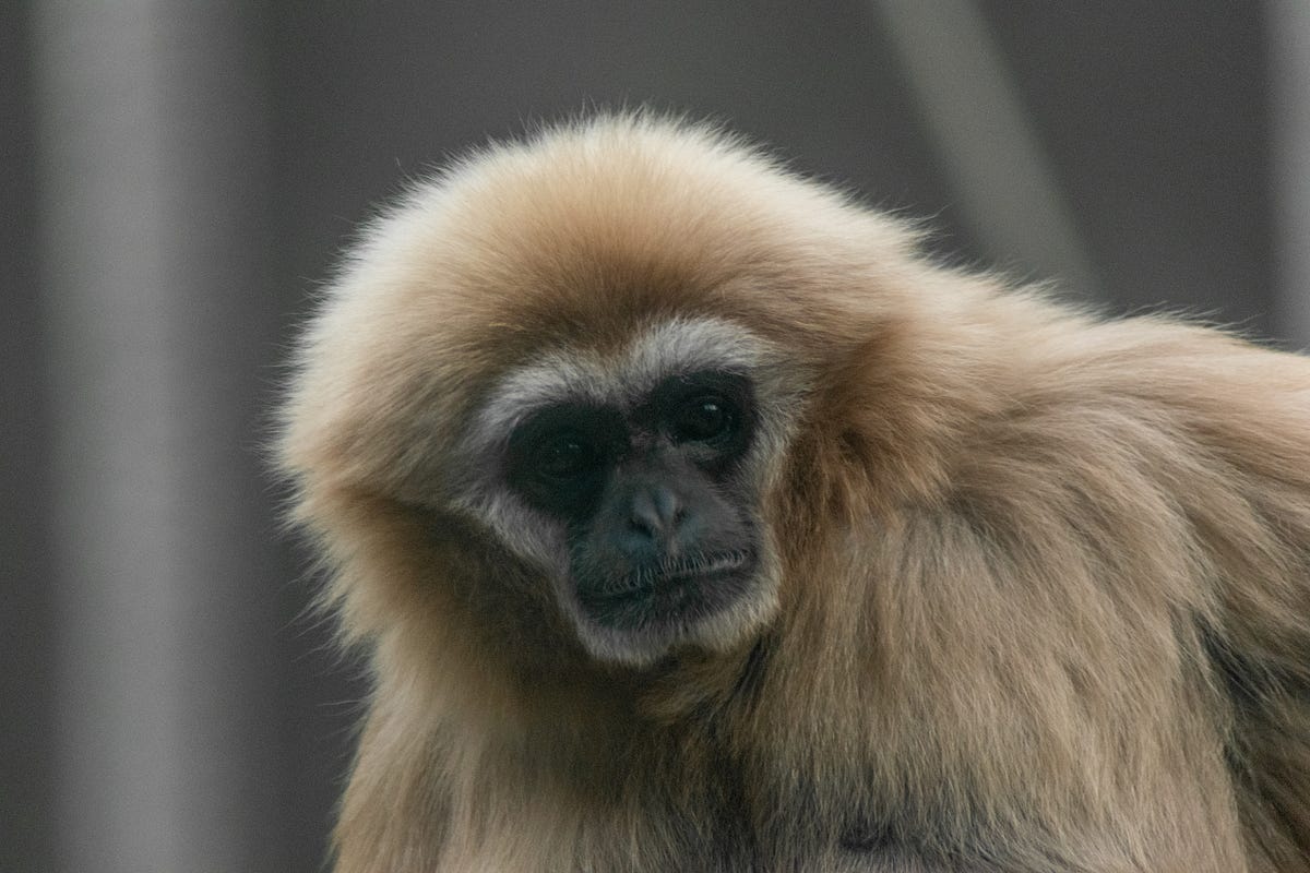 Dancing the White Monkey Waltz. There are places where there’s real ...