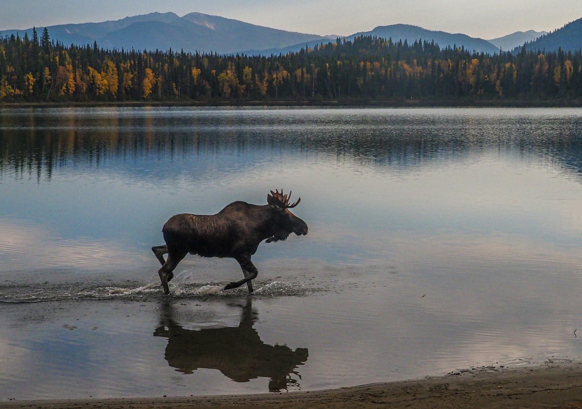 Sweden Has A New Hit Show, Non-Stop Coverage Of The Moose Migration ...
