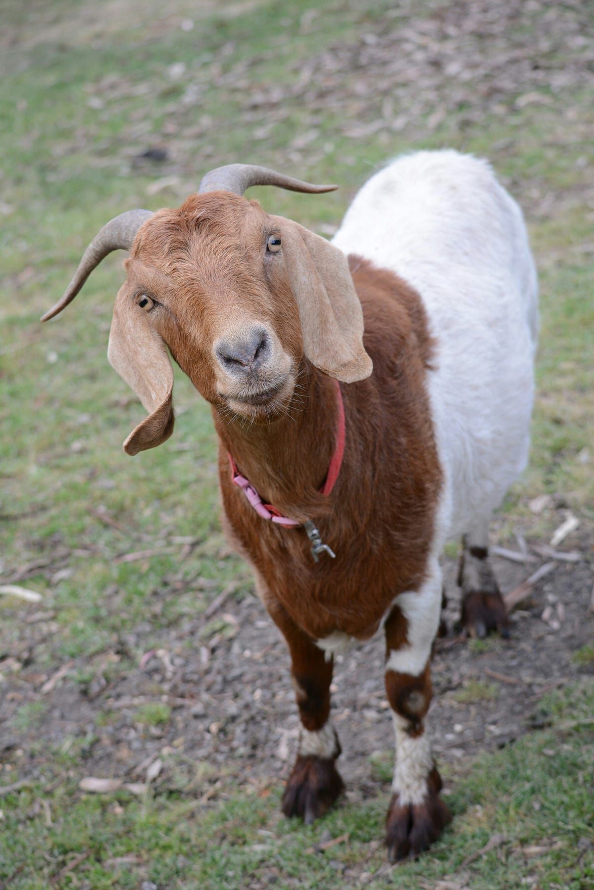 Fable: The Goat and the Cabbage. Throw In A Hobgoblin For A Fable… | by ...