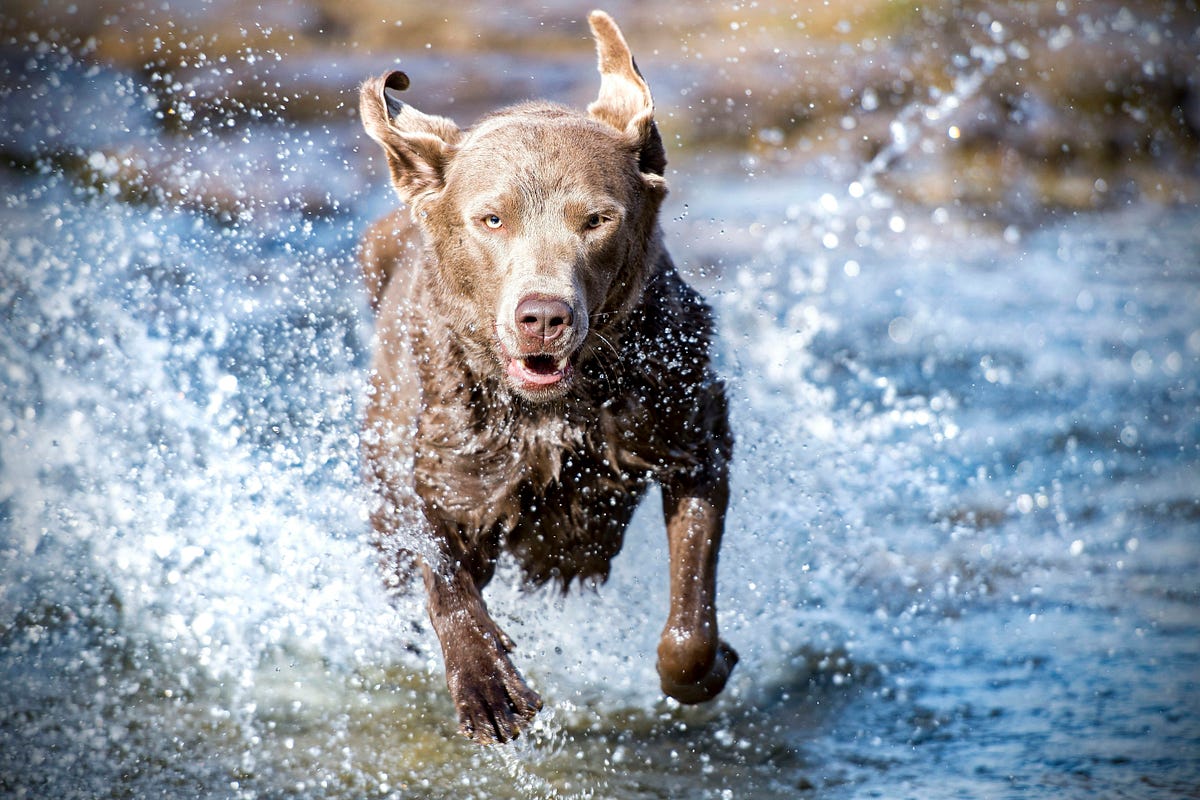 Are dogs humans best friend?. Why we should start to see dogs… | by ...