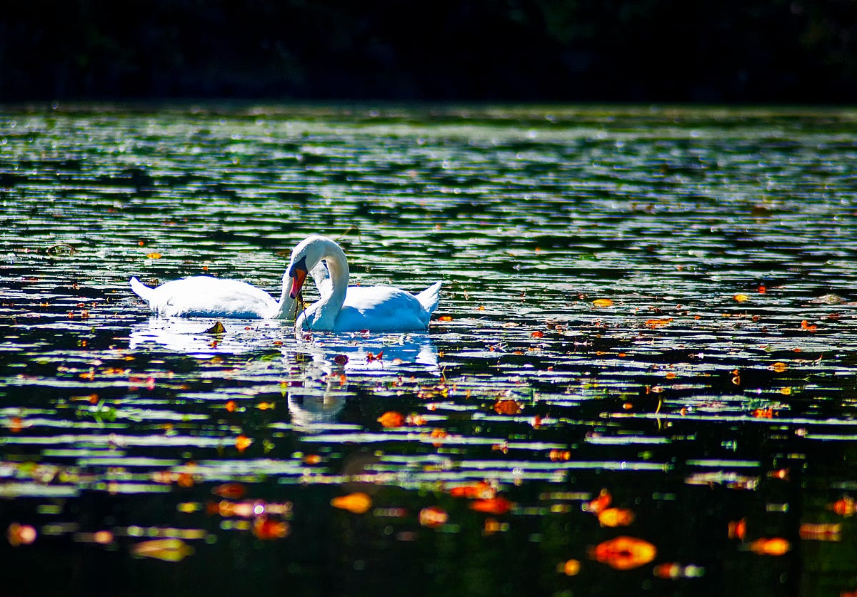 Swan Lake. Share this poem of a Dream for Free… | by WOLRAD | Medium