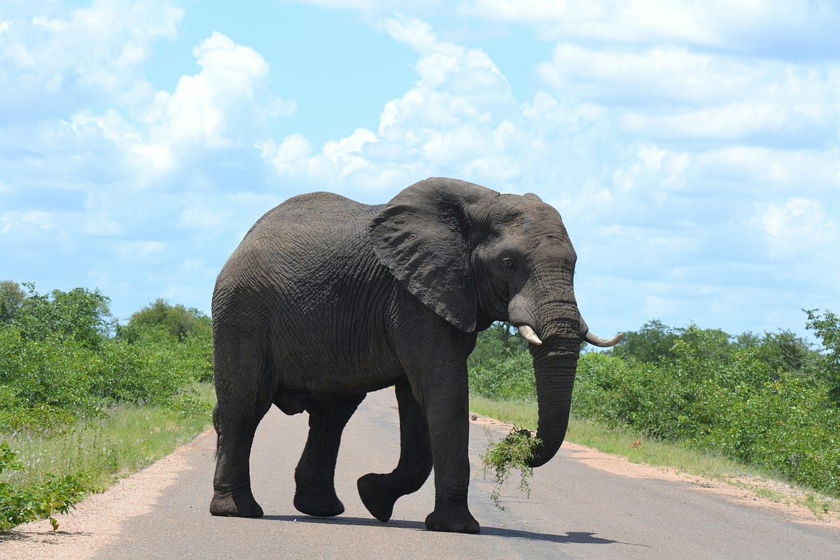 Did You Know…Elephants Are the Only Animals That Can’t Jump! | by Asad ...