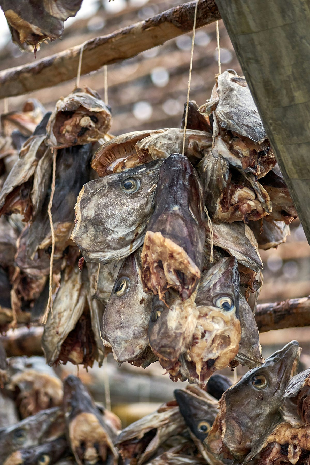 Fuck ’em and Feed ’em Fish Heads. Because sometimes ‘Fuck You’ isn’t ...