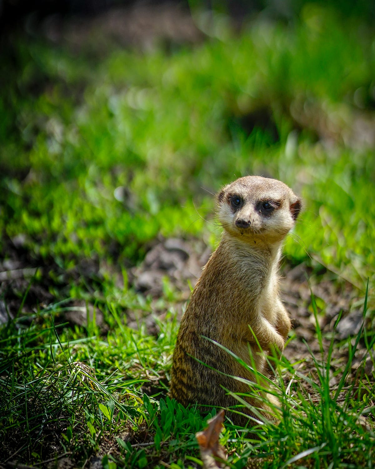 How to use Go to send Telegram messages to your phone | by Marius ...