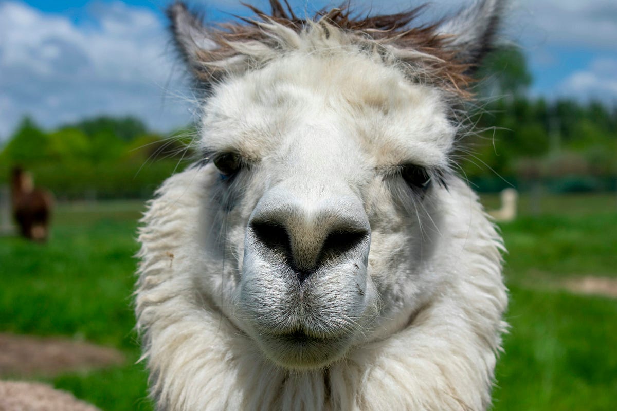 Running LLMs Locally using Ollama | by Wei-Meng Lee | AI Advances