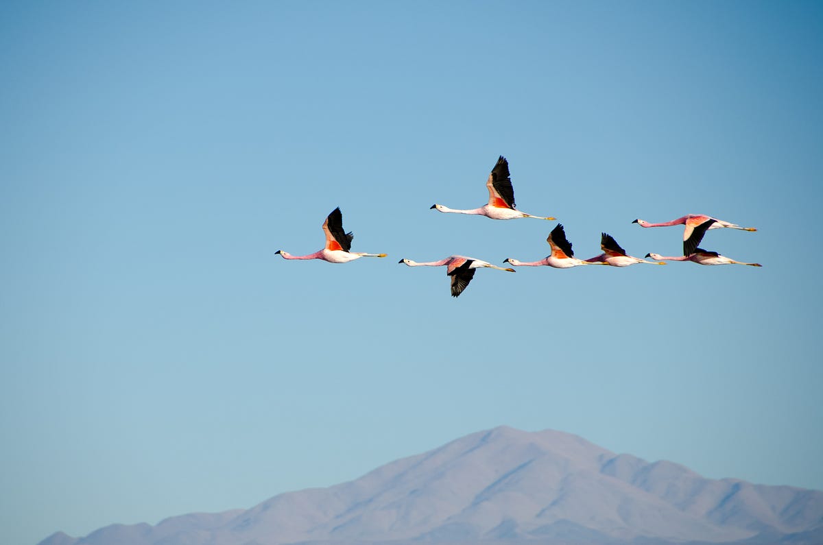 Fetching Data from Twitter to MongoDB | by Cagri Yonca | İstanbul Data ...