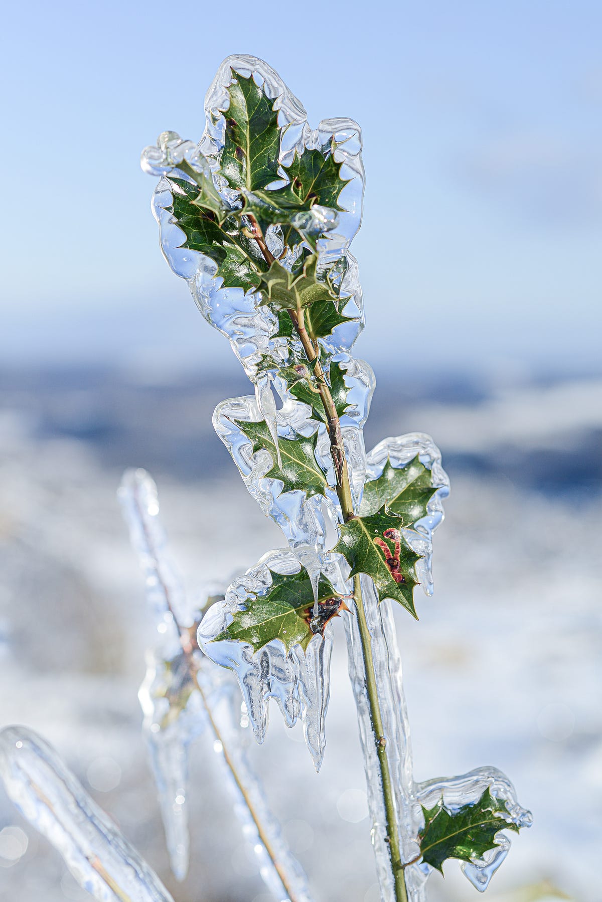 Every Healer’s Kit Has Ice. A prose poem | by Danielle Loewen ...