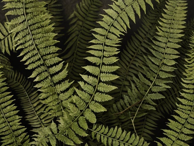 Fake Ferns | by Sariah Fletcher | Medium