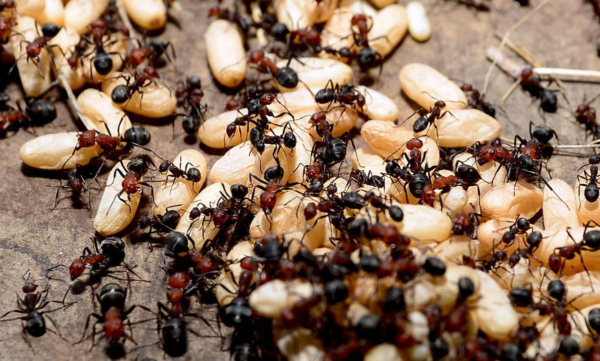 How to Debug Using Patterns — Lessons From an Ant Colony | by Abolfazl ...