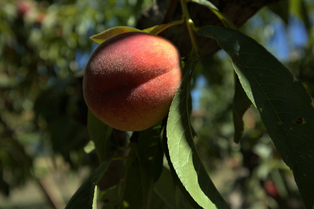 Meet the first commercial peach grower on PEI. | by Andy Walker ...
