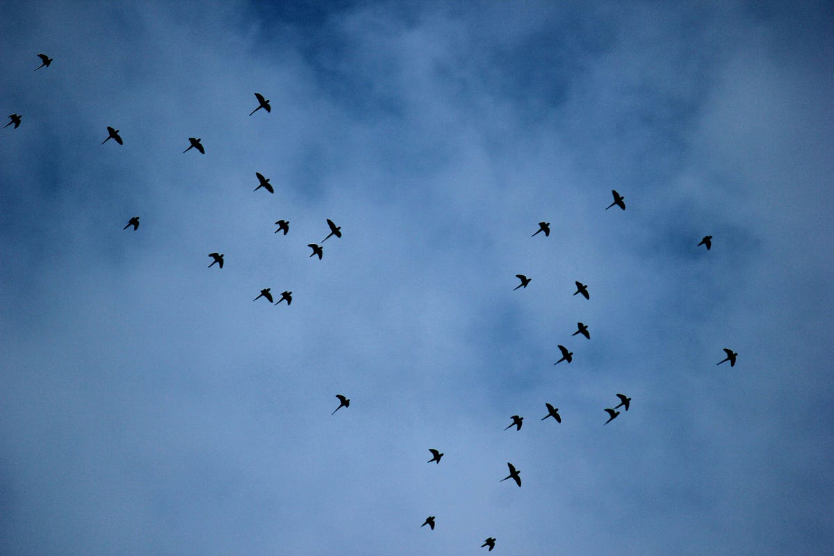 Birds Flying Backward When It Rains | by Sam Vijay | Better Writing To All | Sep, 2025 | Medium