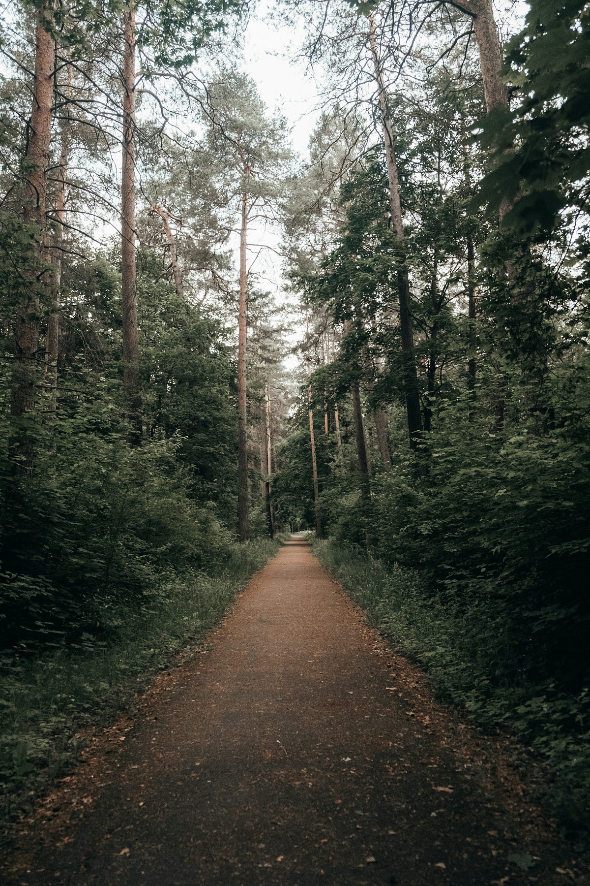 The Road Through Whispering Pines | by Sanyam Gulyani | Medium