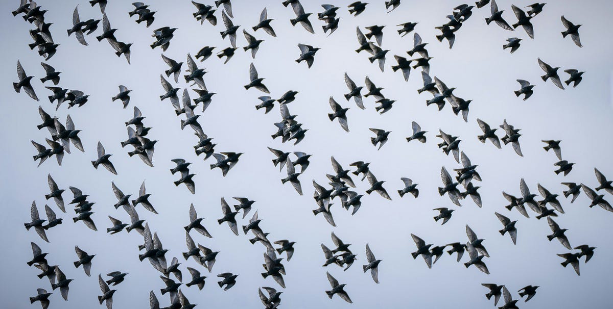 Murmuration. A poem | by Alistair J. Kraft | The Narrative Arc | Medium