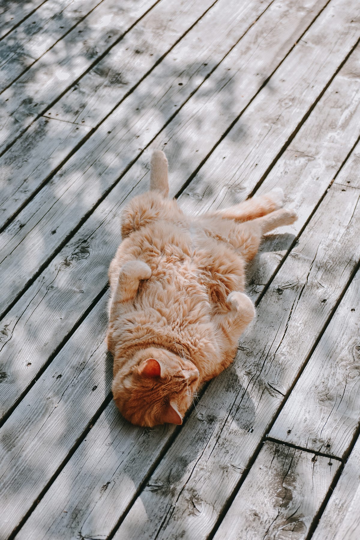 Dying Pets Break Your Heart. We have to say goodbye to our dying… | by ...
