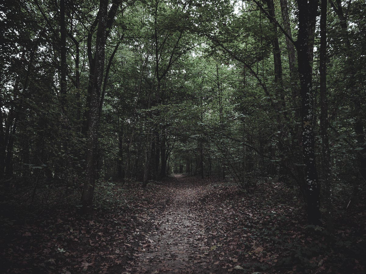 The Stranger Forest. A True Story | by Nicholas Rawson | Medium