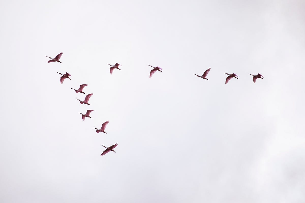 Django SQLite to PostgreSQL database migration | by Hemanth S P | Django lions 🔥 | Medium