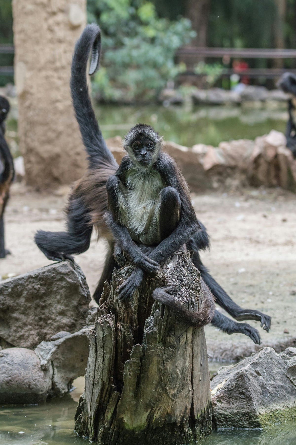 Diary Of A Healer #5: Monkey Mind and My Healing Process | by ...