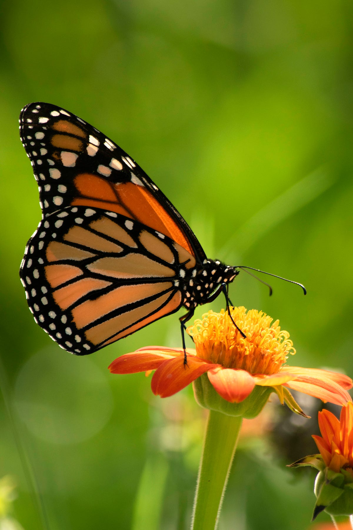 The Monarch Butterfly. North America’s Disappearing Beauty | by Alex ...