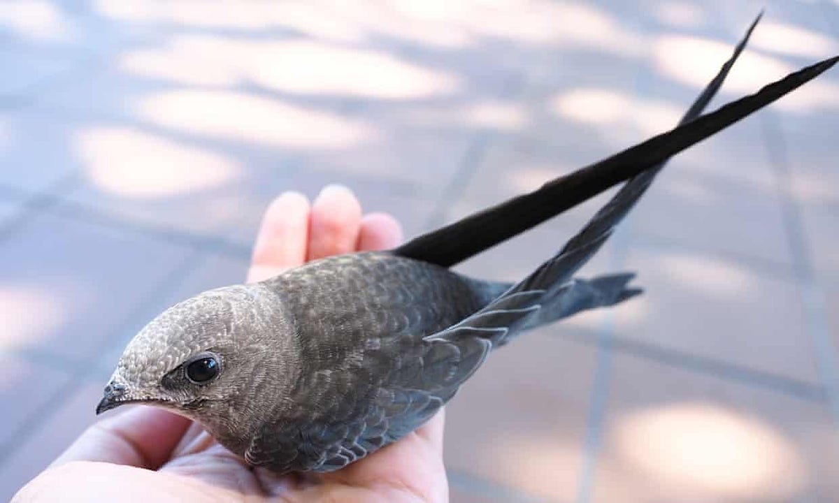 The swifts are back!. Long-range migratory bird is back in… | by ...