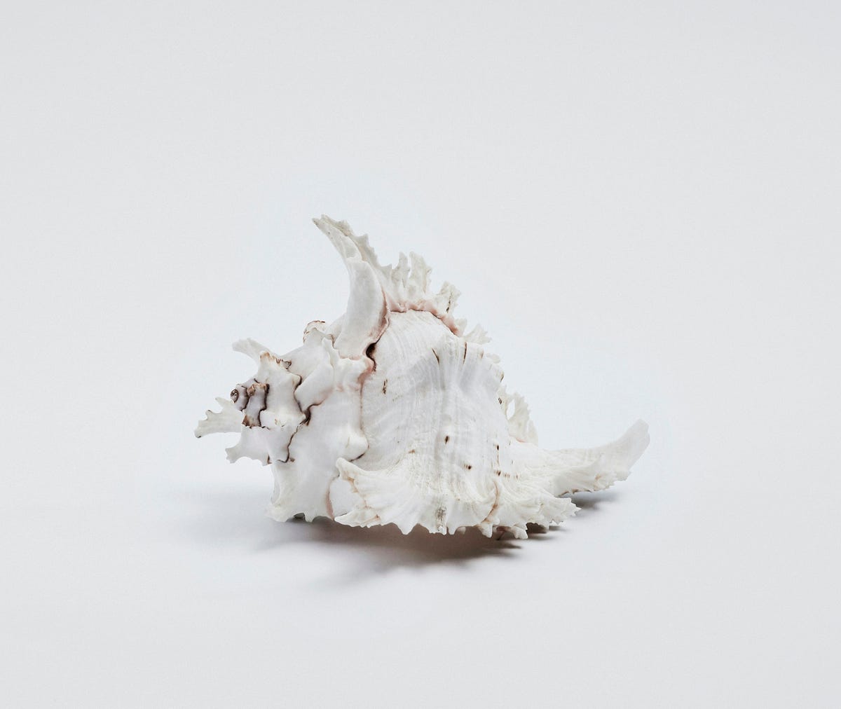 Drawings in my shell. I am a creature inside a shell. I am… | by V | Medium