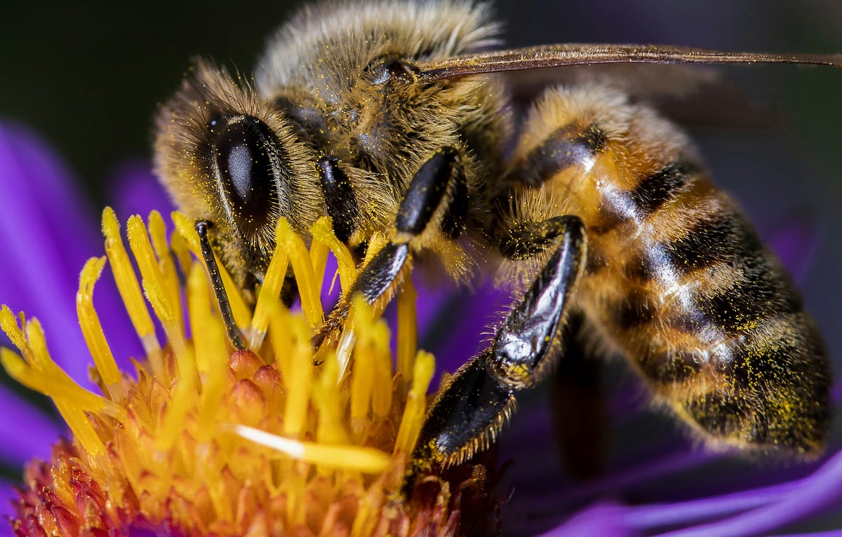 Buzzing with Purpose. The honey bee’s lesson on authenticity | by Marie ...