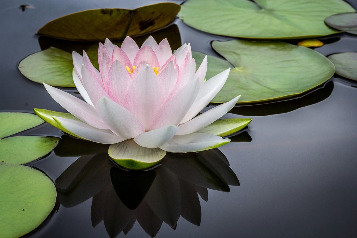 The Silent Lotus - ILLUMINATION - Medium