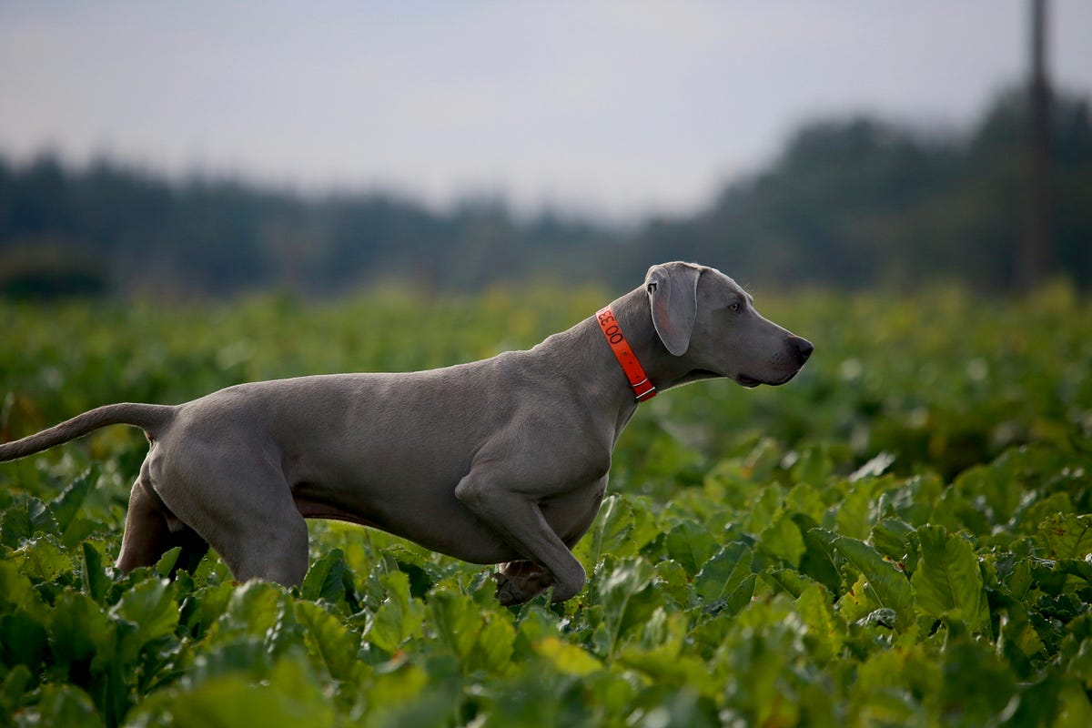 Fall in love with the Pointer Events W3 specification | by Andrew ...