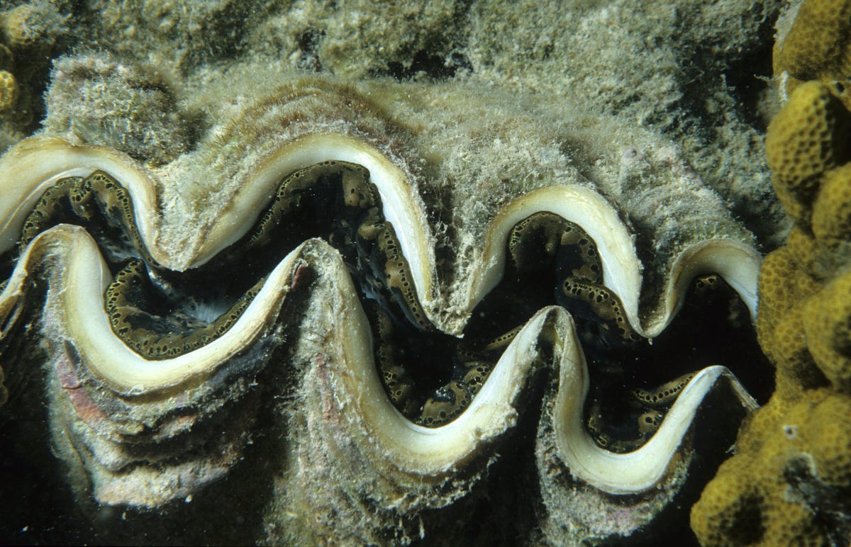 I Know Nothing About Giant Clam Growth in the Gulf of Aqaba | by ...