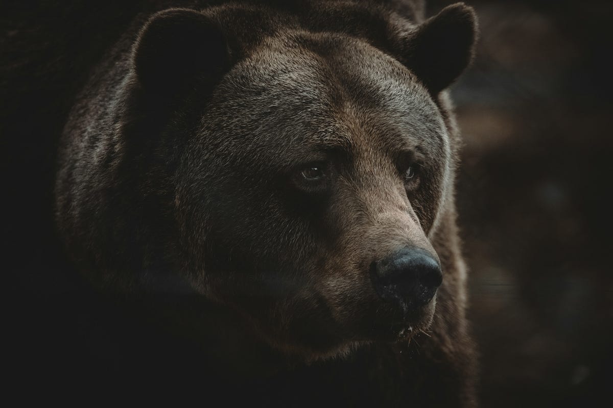 The Bear’s Lament - Ghost in the Machine - Medium